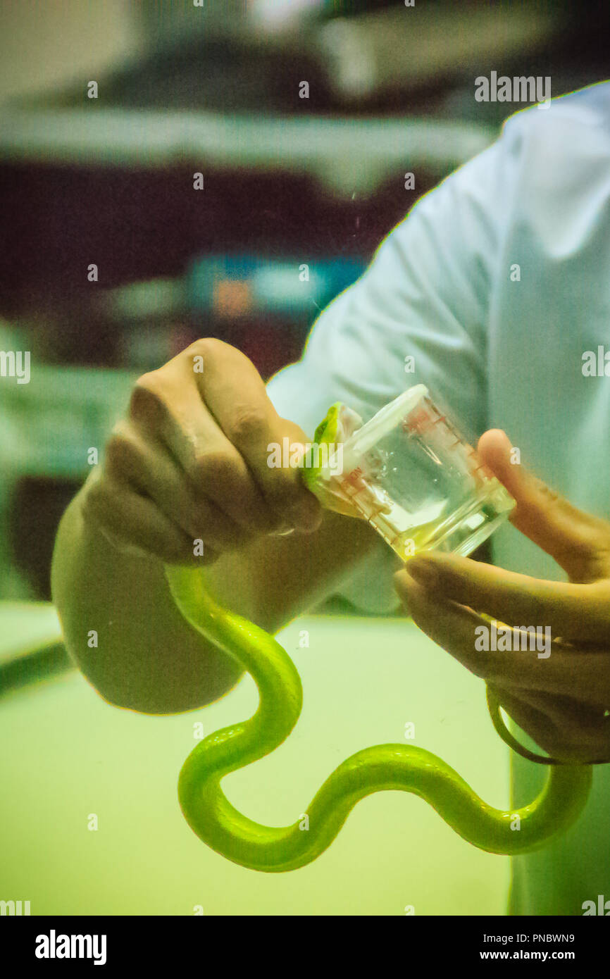 Snake venom milking hi-res stock photography and images - Alamy