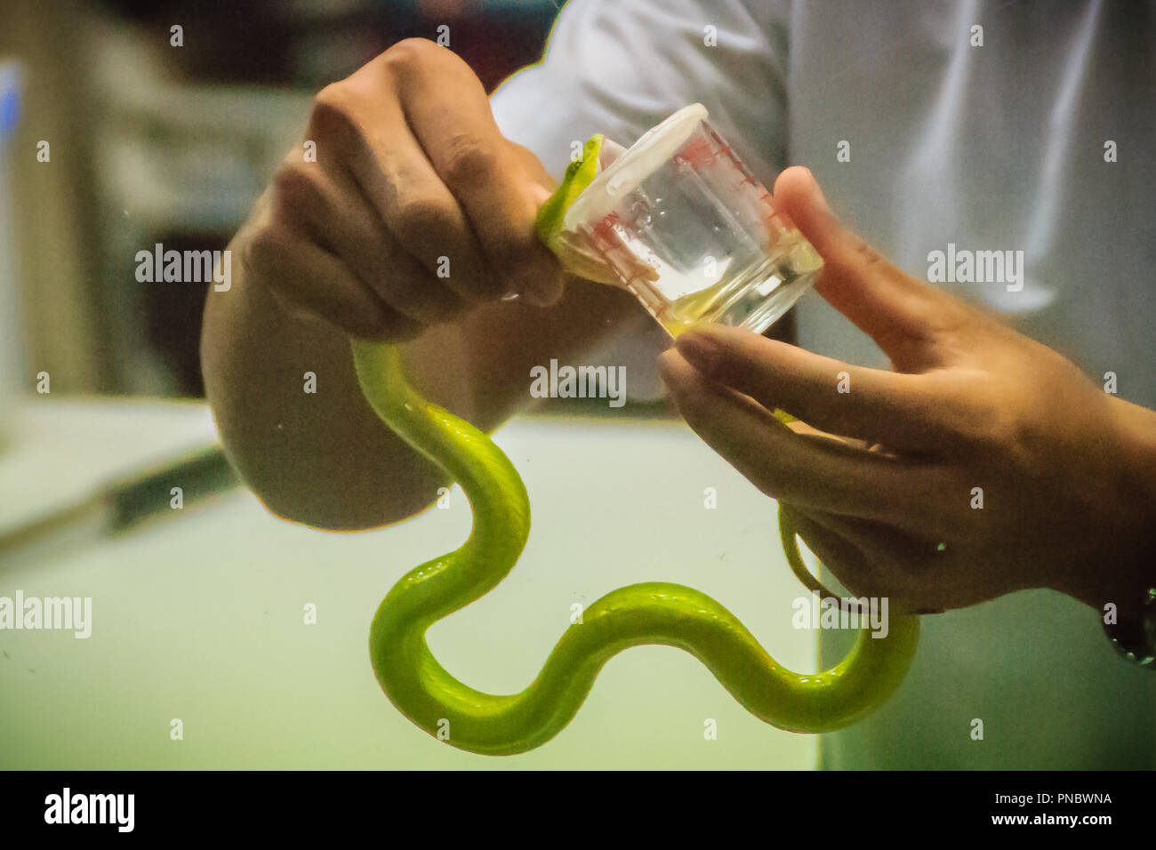Snake venom milking hi-res stock photography and images - Alamy