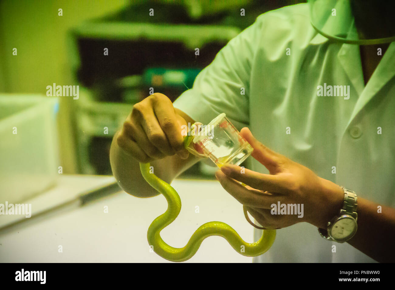 Milking green pit viper (Trimeresurus) snake for venom to produce snake ...