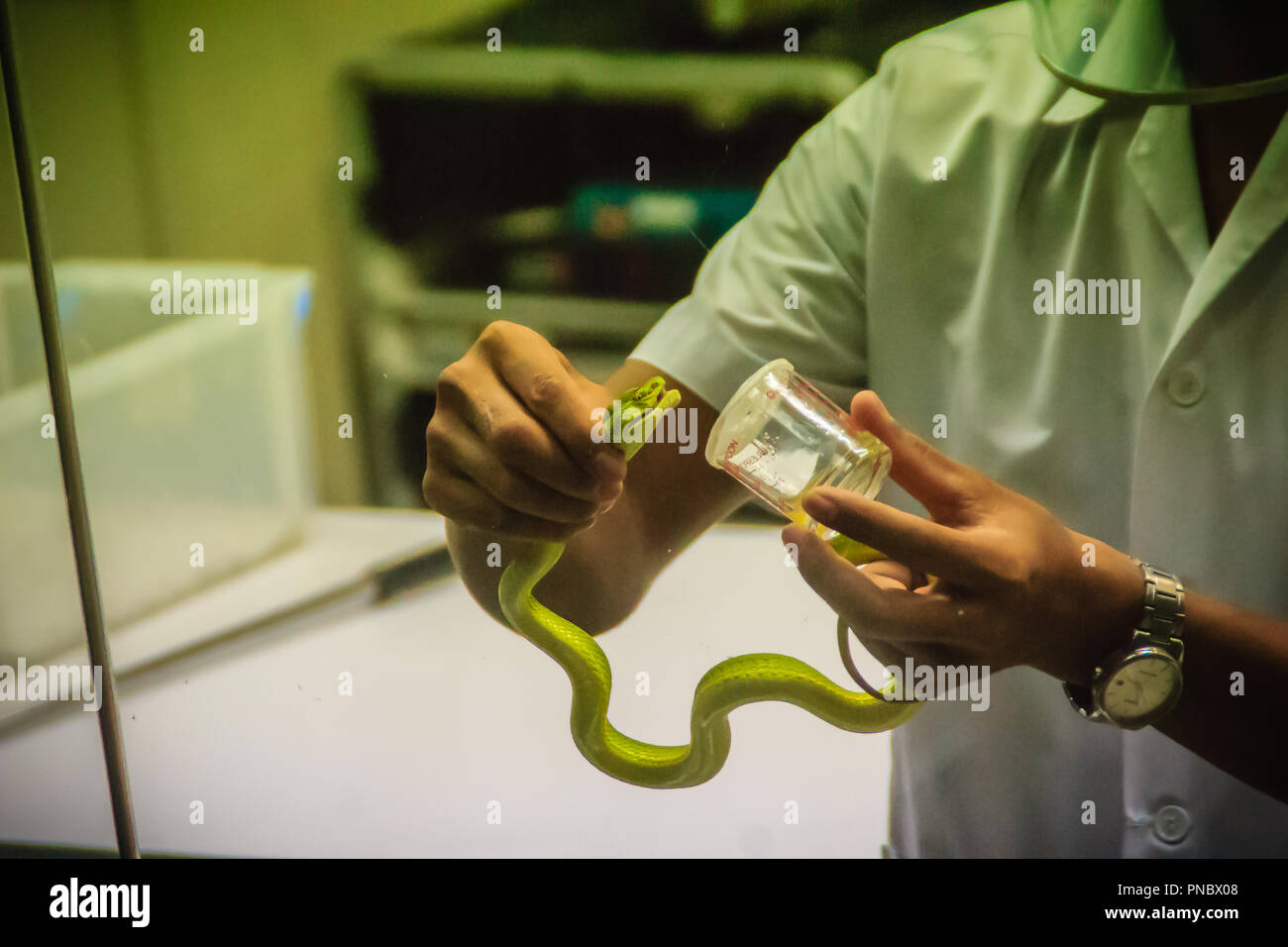 Milking green pit viper (Trimeresurus) snake for venom to produce snake ...