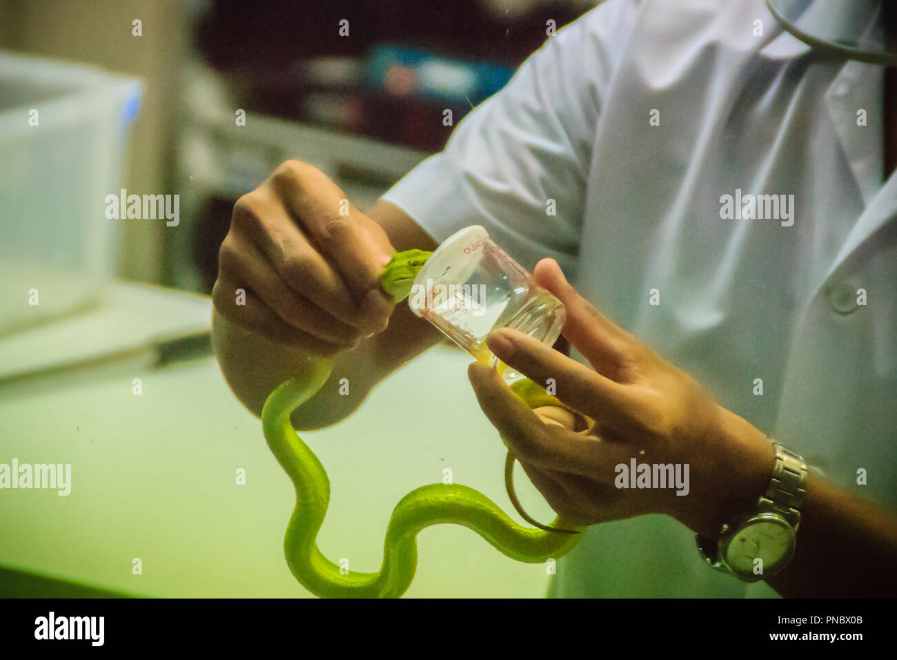 Snake venom milking hi-res stock photography and images - Alamy