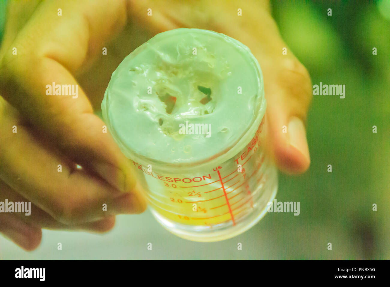 A beaker collects the milked green pit viper venom for produce snake ...