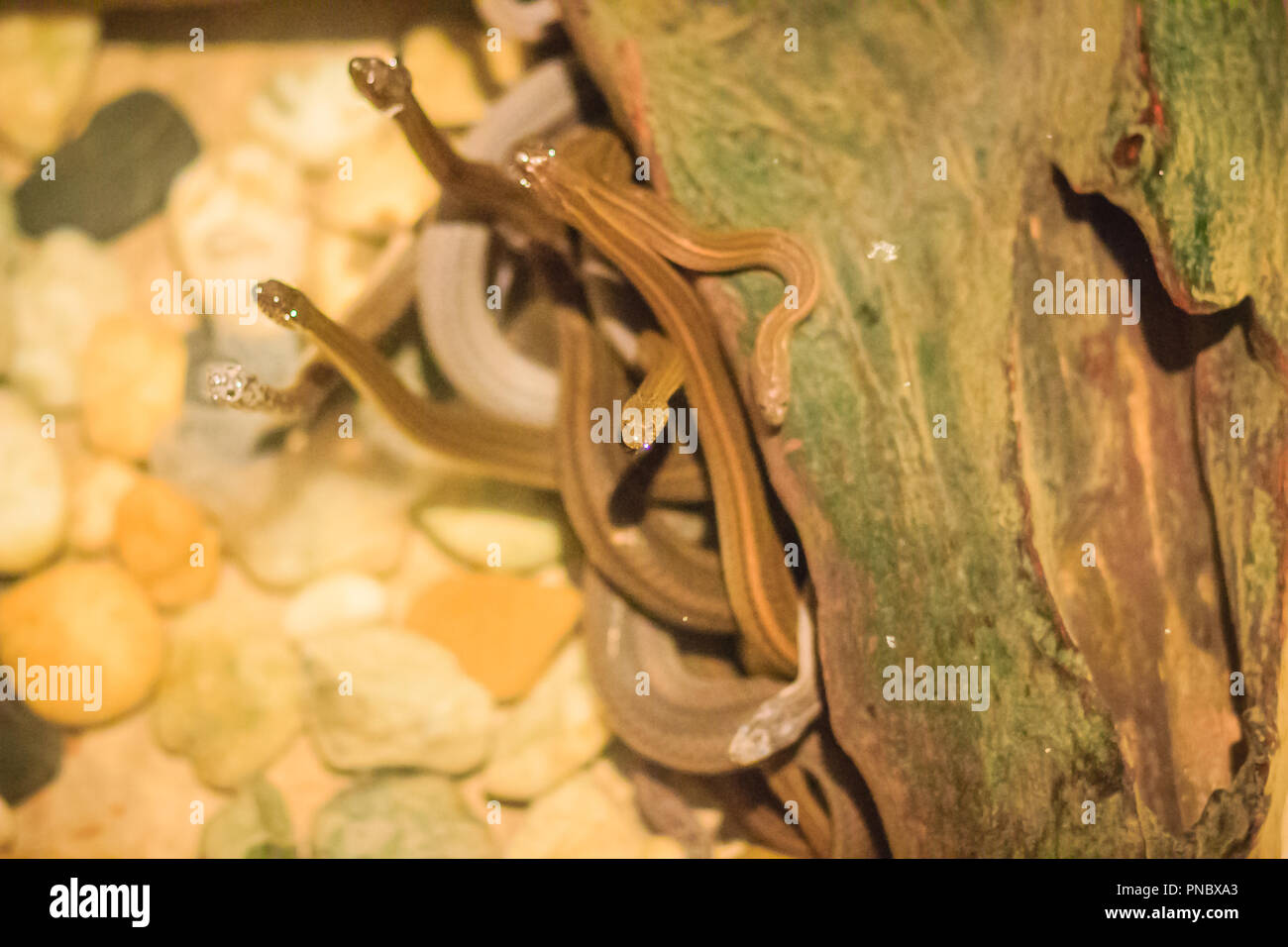 Group of water snakes (Homalopsidae) and their common name are water ...