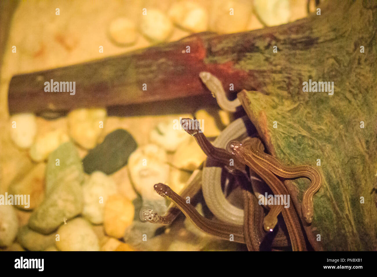 Group of water snakes (Homalopsidae) and their common name are water ...