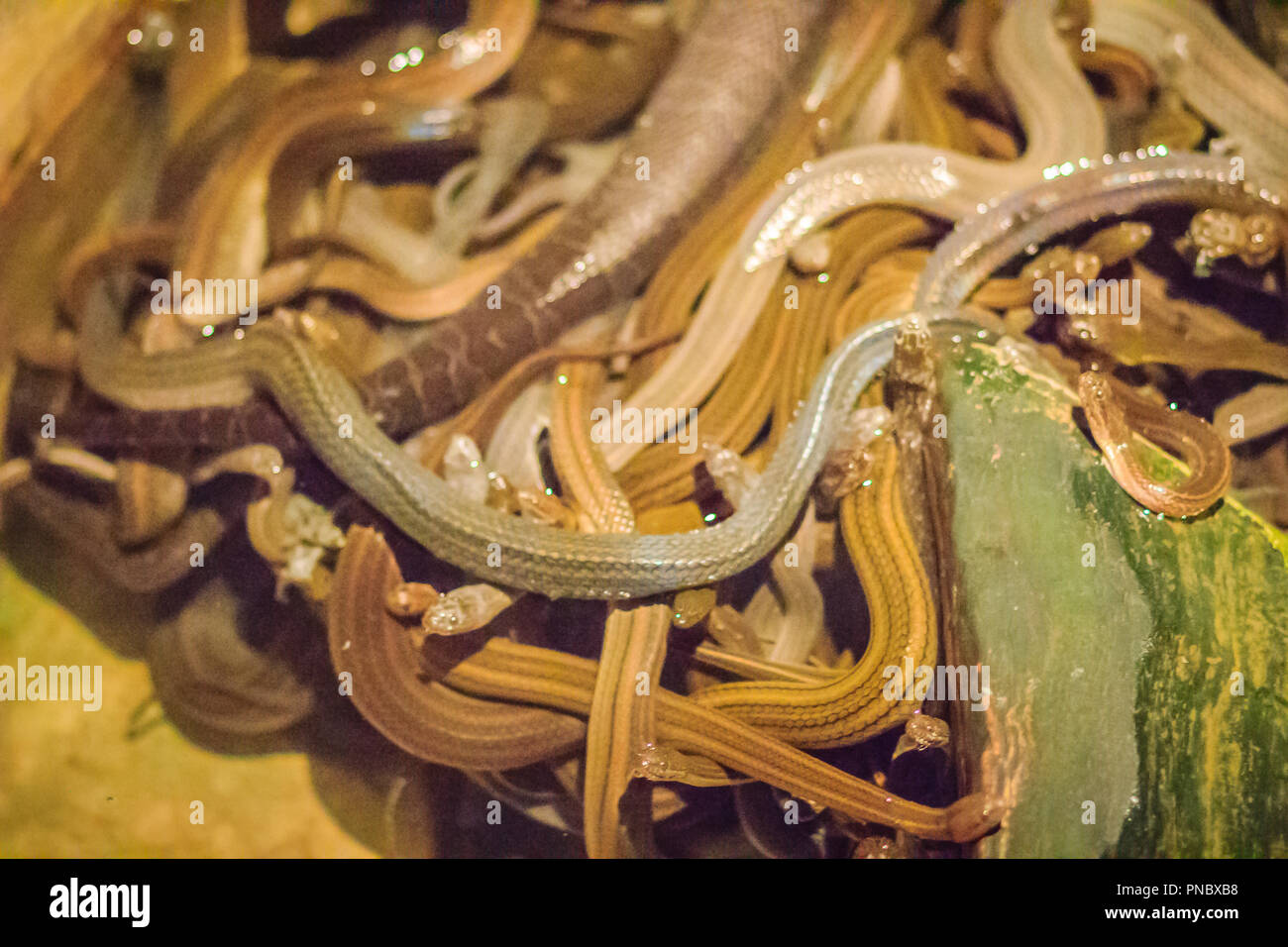 Group of water snakes (Homalopsidae) and their common name are water ...