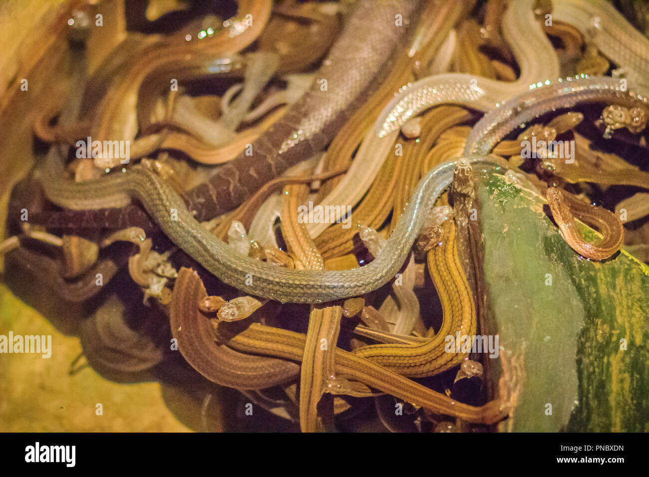 Group of water snakes (Homalopsidae) and their common name are water ...