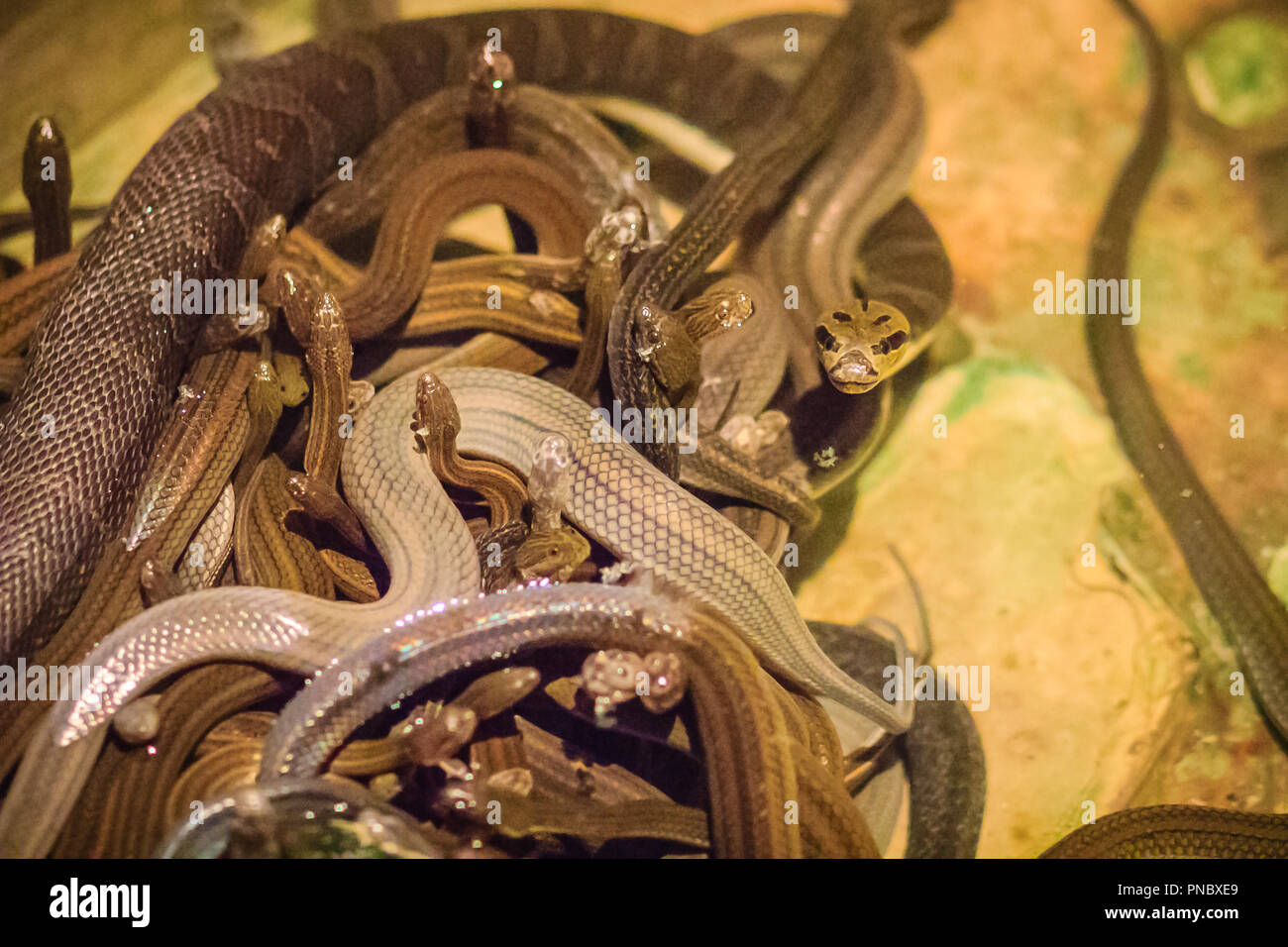 Group of water snakes (Homalopsidae) and their common name are water ...