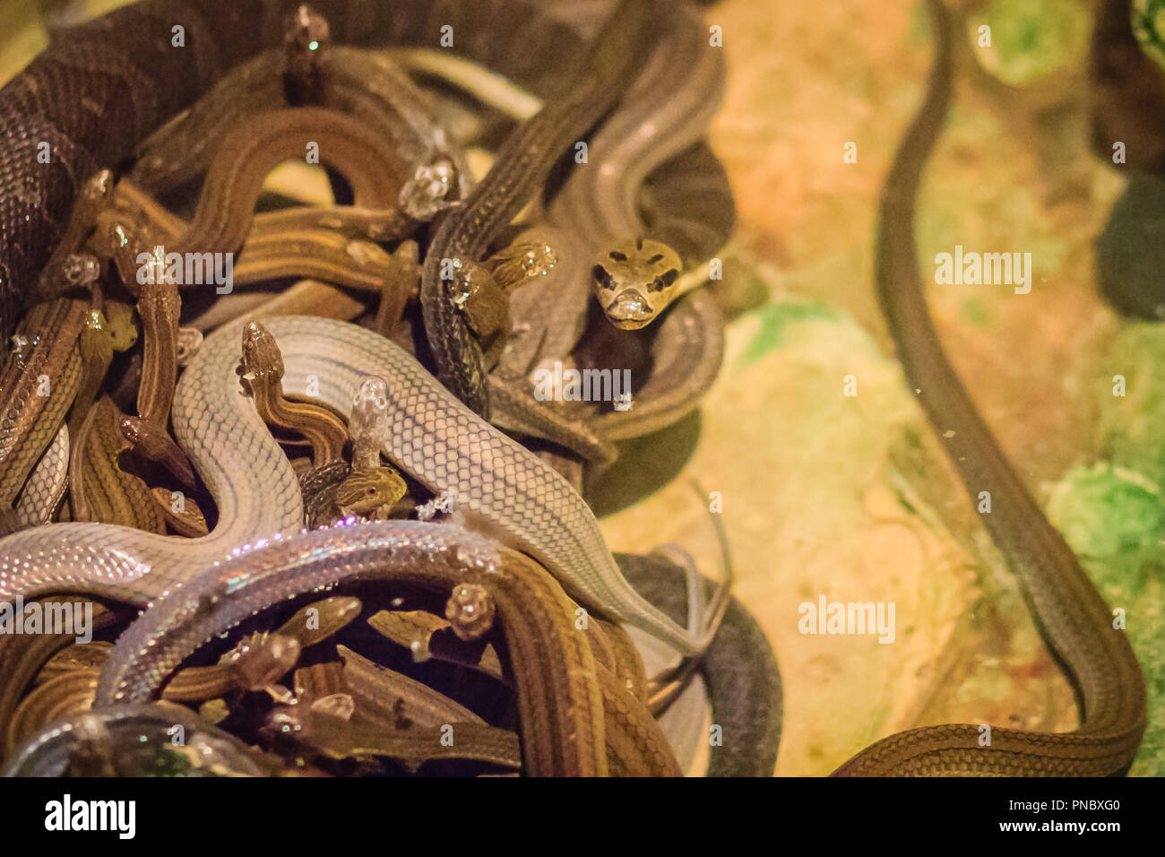 Group of water snakes (Homalopsidae) and their common name are water ...