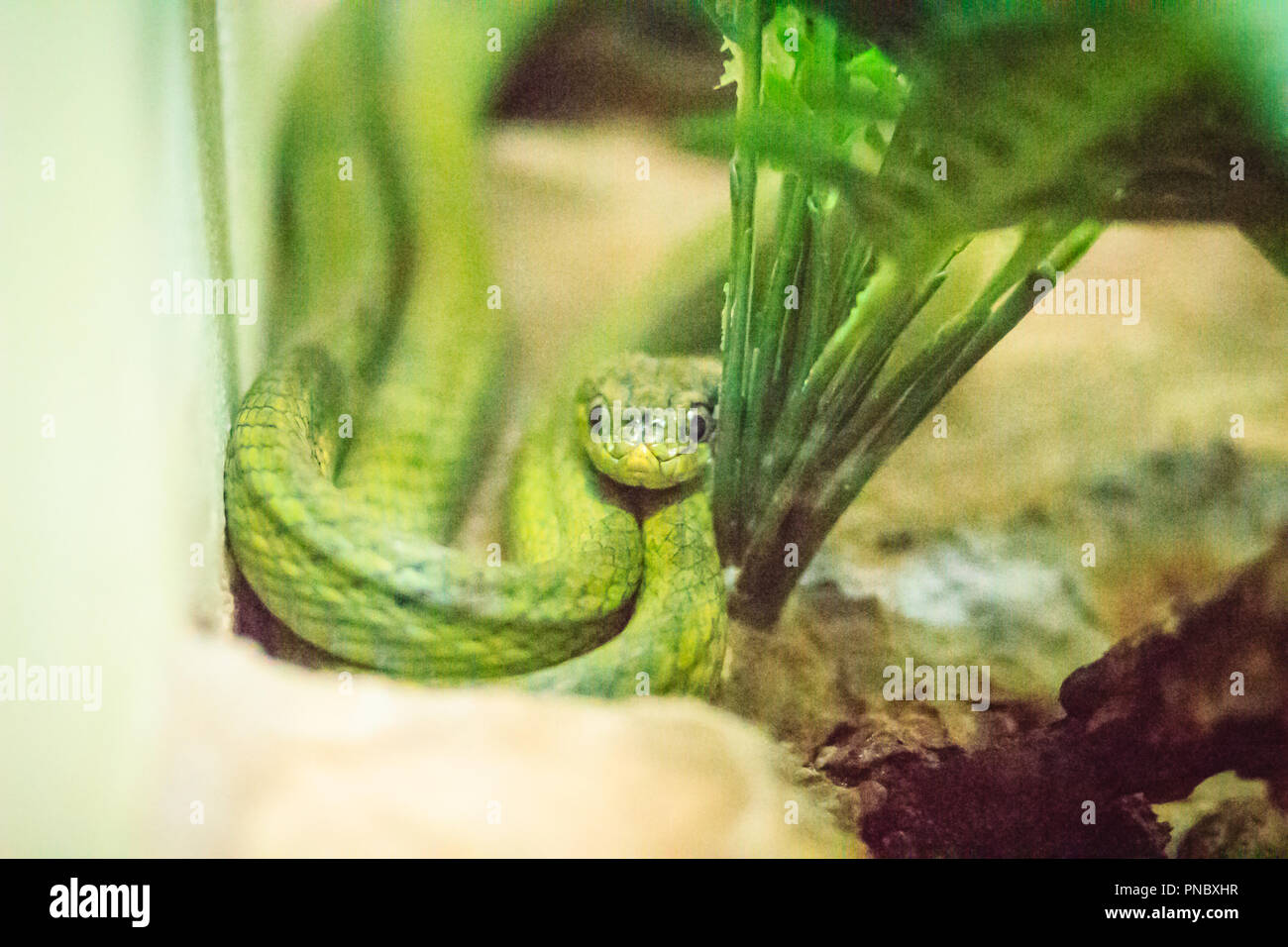 The green cat snake (Boiga cyanea) in snake farm and common names are ...