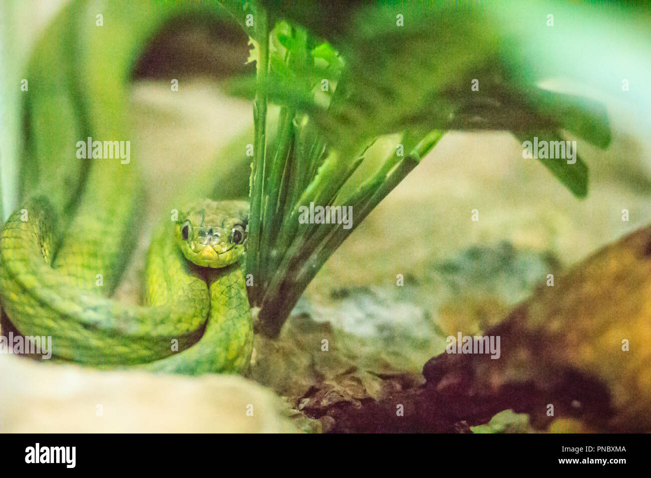 The green cat snake (Boiga cyanea) in snake farm and common names are ...