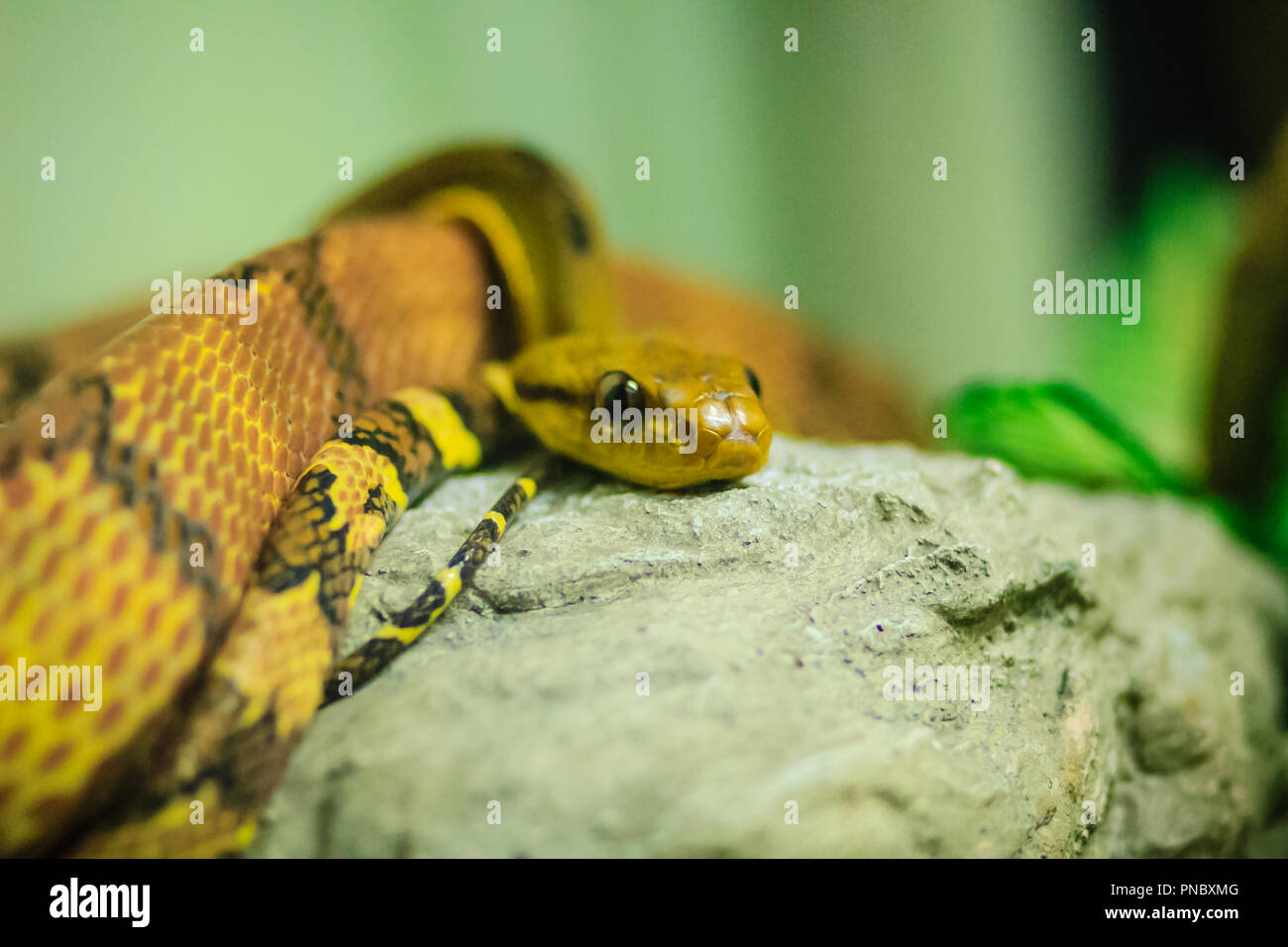 Dog-toothed cat-eye (Boiga cynodon) in the snake farm. Boiga cynodon ...