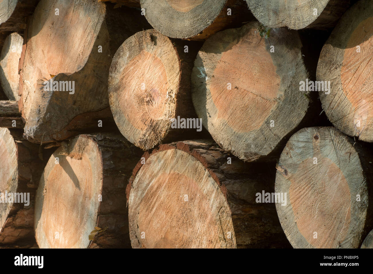 stack of cut pine logs in forest Stock Photo - Alamy