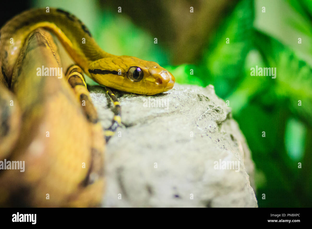 Dog-toothed cat-eye (Boiga cynodon) in the snake farm. Boiga cynodon ...