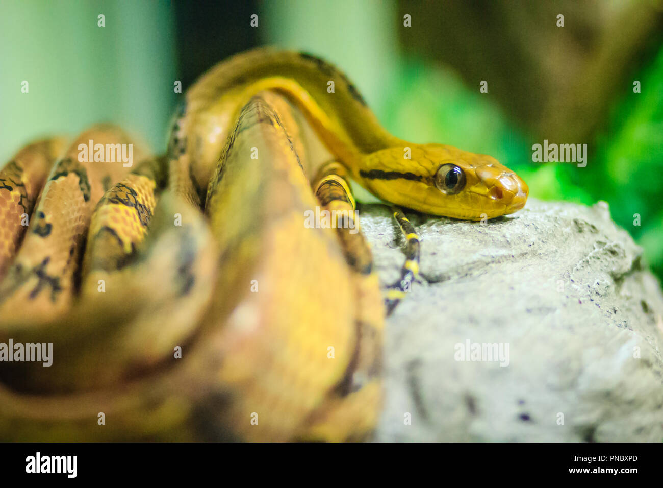 Dog-toothed cat-eye (Boiga cynodon) in the snake farm. Boiga cynodon ...