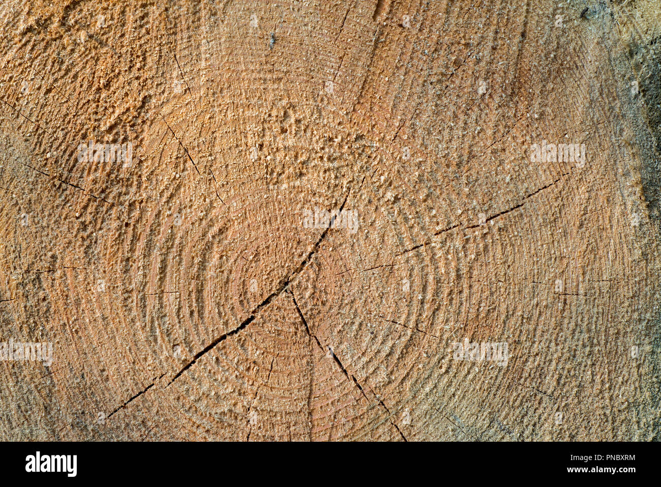 cut pine wood log background texture macro Stock Photo - Alamy