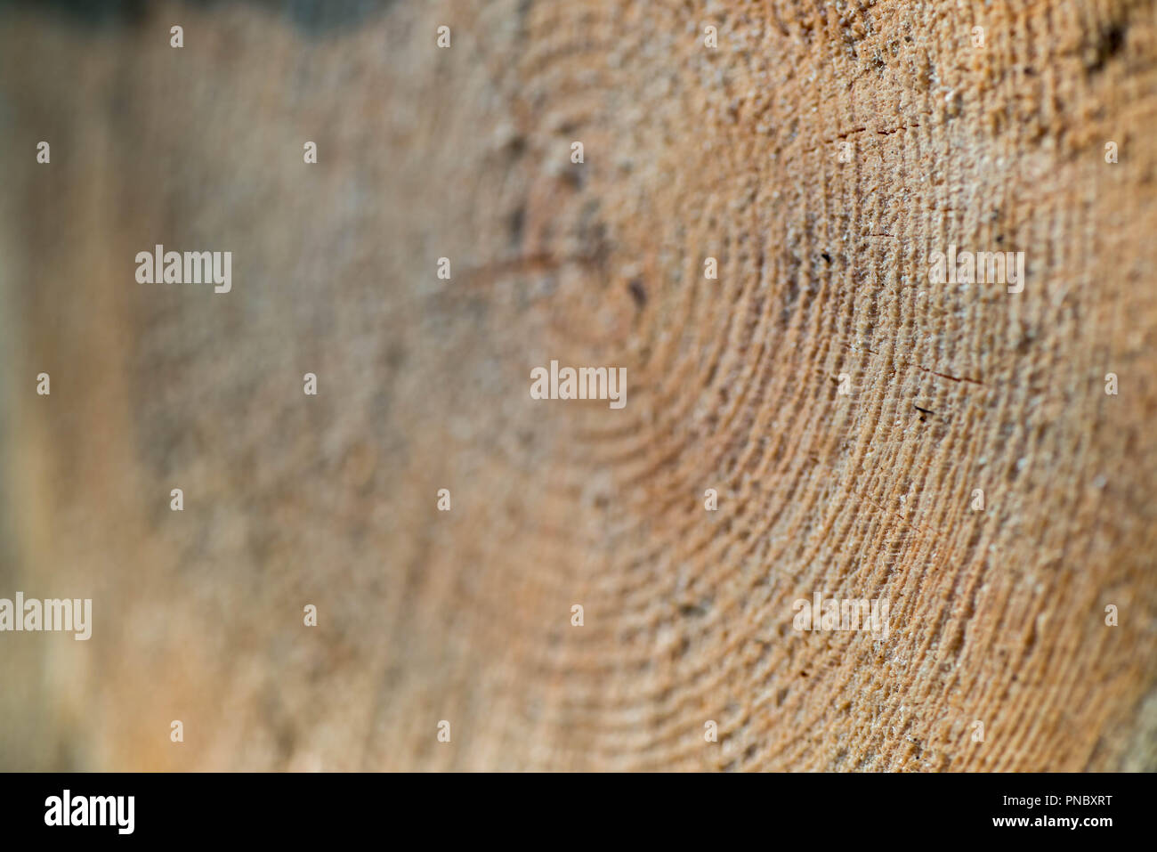 cut pine wood log background texture macro Stock Photo - Alamy