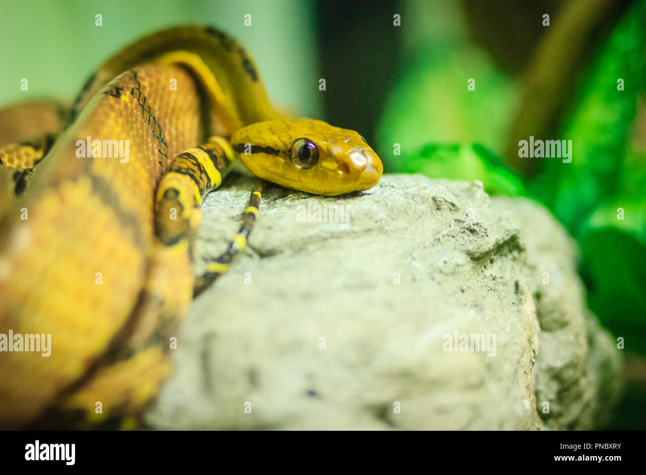 Dog-toothed cat-eye (Boiga cynodon) in the snake farm. Boiga cynodon ...