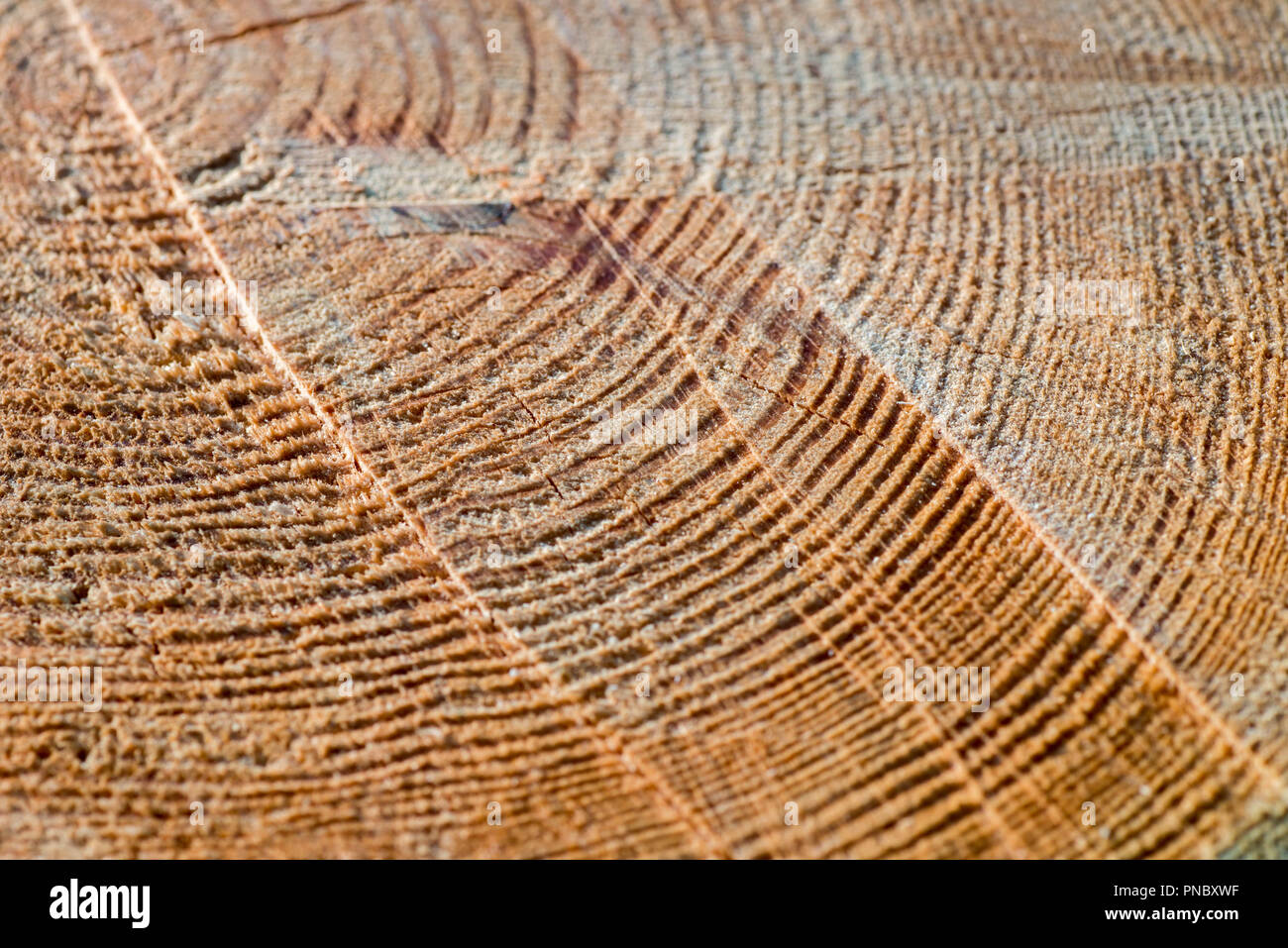 cut pine wood log background texture macro Stock Photo - Alamy