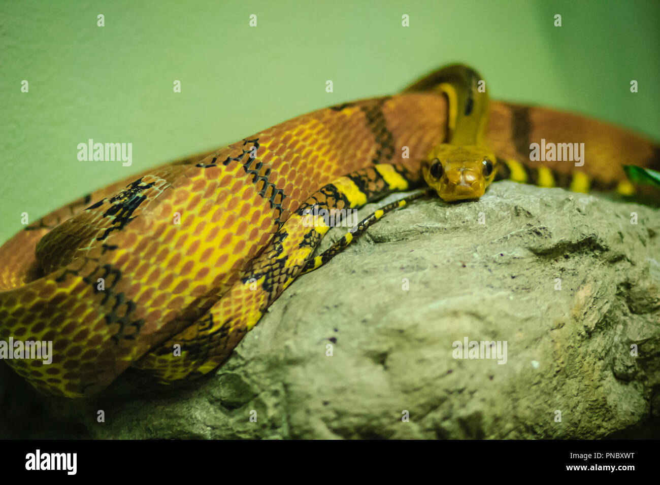 Dog-toothed cat-eye (Boiga cynodon) in the snake farm. Boiga cynodon ...