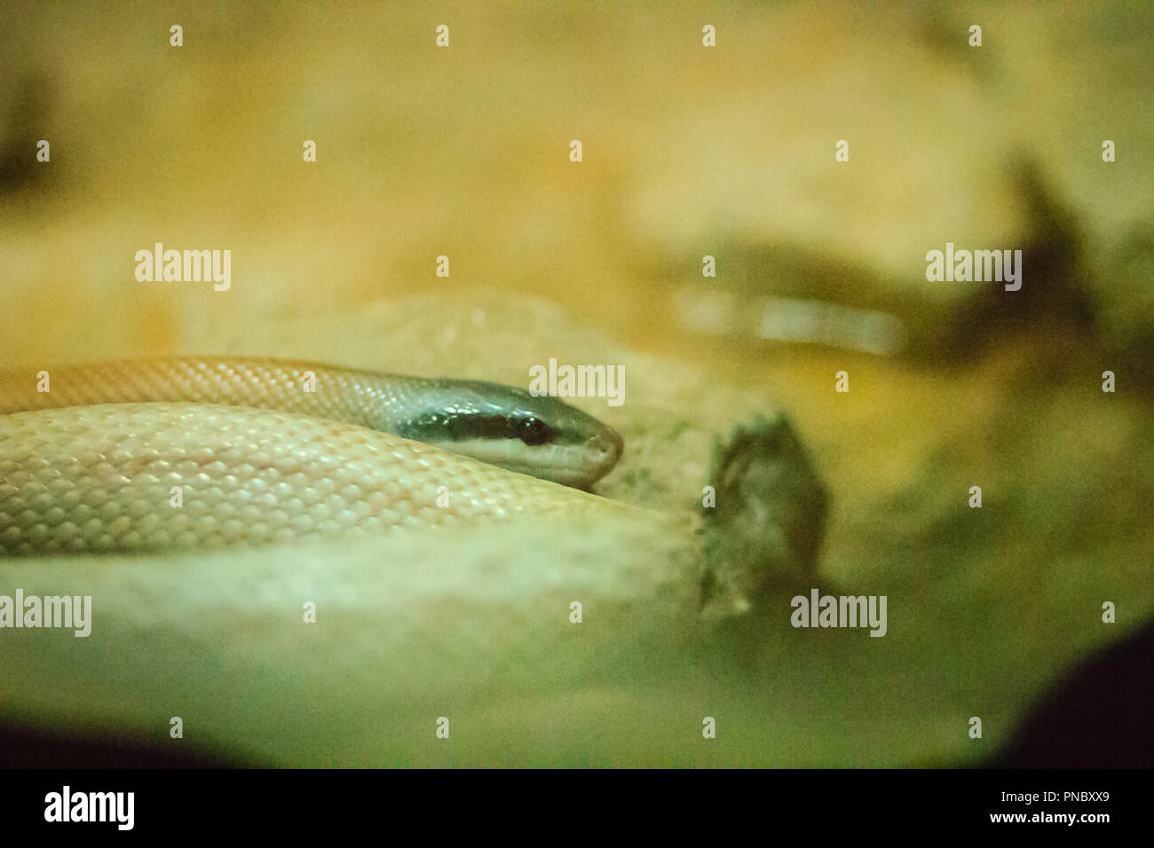 Ridley's beauty snake, cave dwelling ratsnake, cave racer (Orthriophis ...