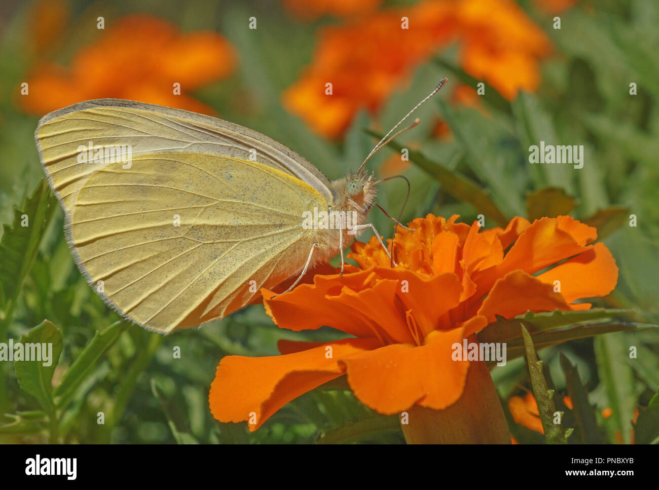 close up of yellow butterfly feedinc nectar on marigold flower Stock ...