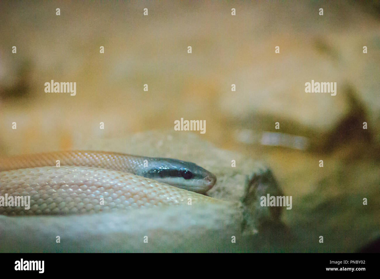 Ridley's head hi-res stock photography and images - Alamy