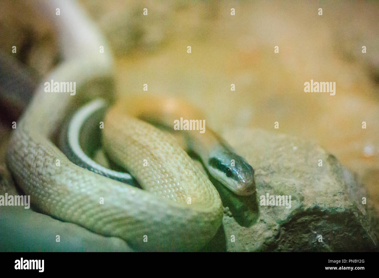 Ridley's beauty snake, cave dwelling ratsnake, cave racer (Orthriophis ...