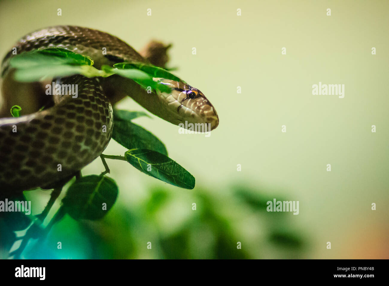 The radiated ratsnake, copperhead rat snake, or copper-headed trinket ...