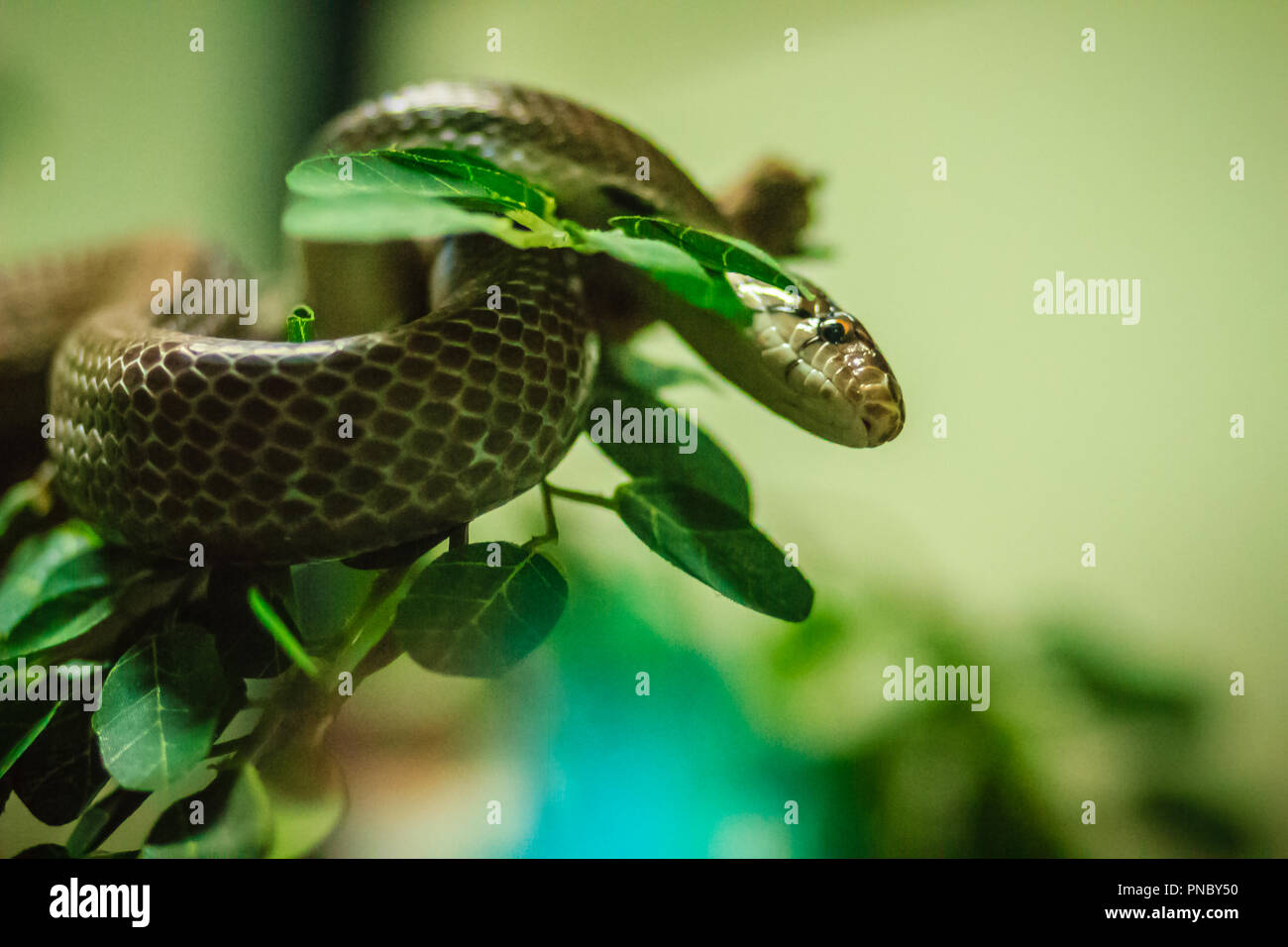 The radiated ratsnake, copperhead rat snake, or copper-headed trinket ...