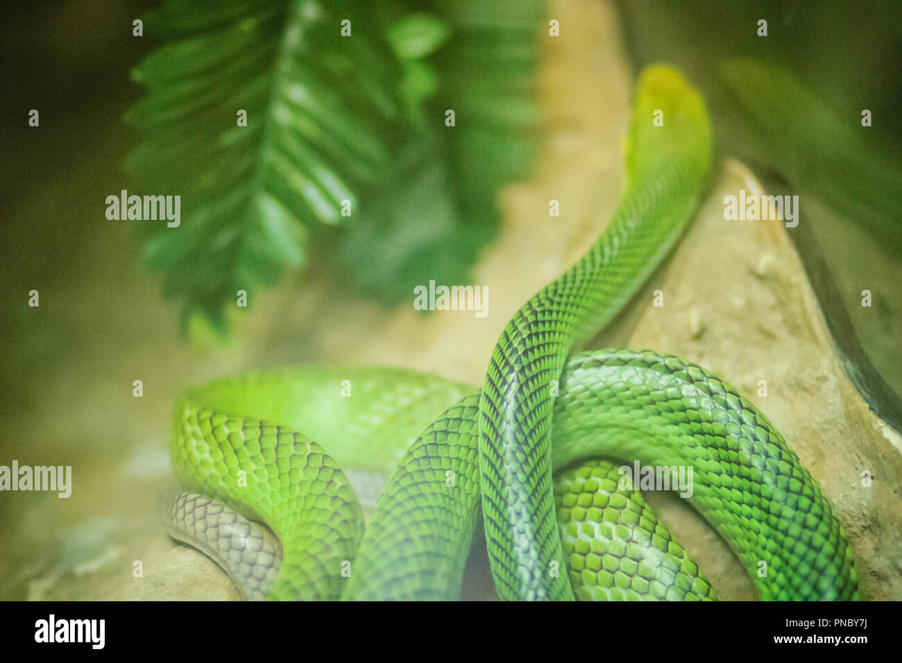 Red-tailed Racer snake (Gonyosoma oxycephalum). It is an arboreal snake ...