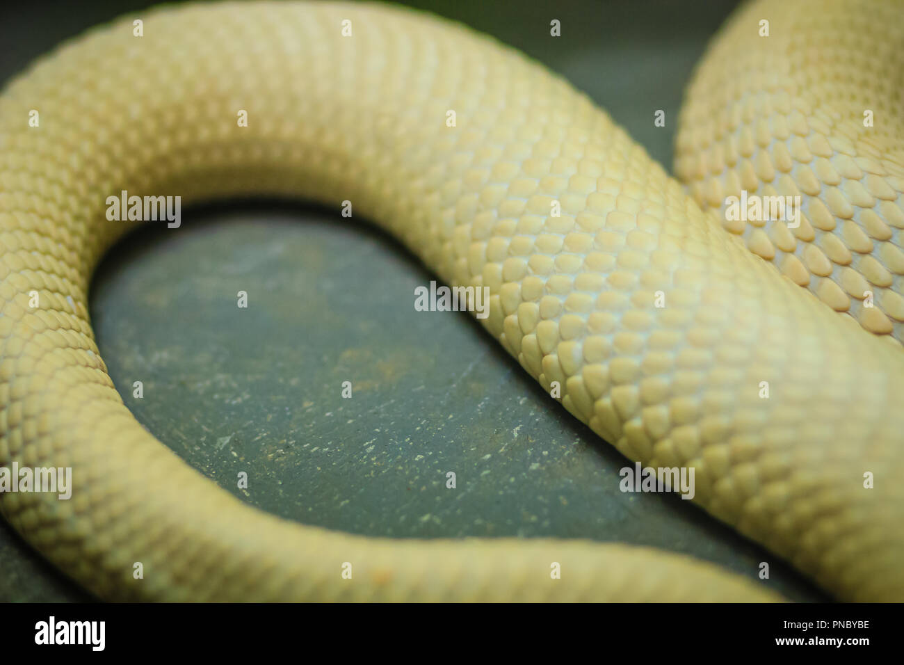 The monocled cobra (Naja kaouthia), also called monocellate cobra, is a ...