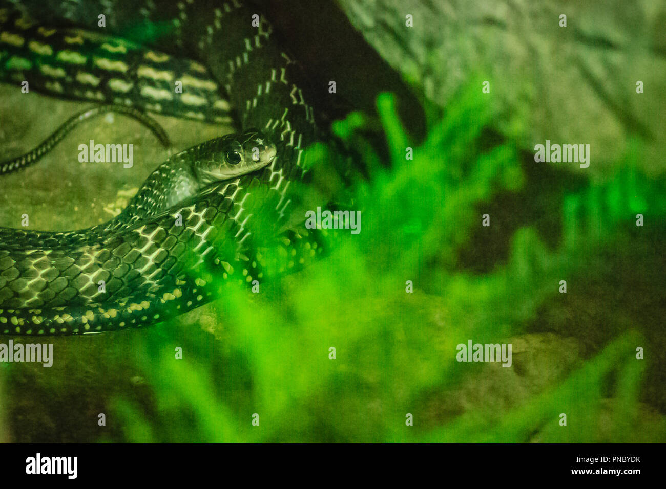 Keeled rat (Ptyas carinata) in the snake farm. Commonly known as the ...