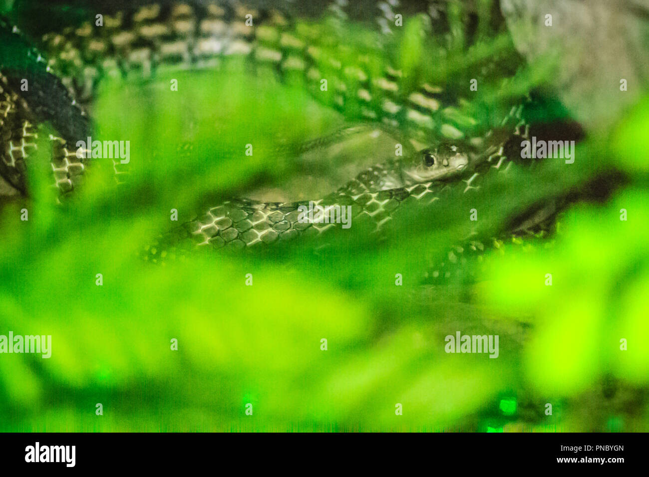 Keeled rat (Ptyas carinata) in the snake farm. Commonly known as the ...