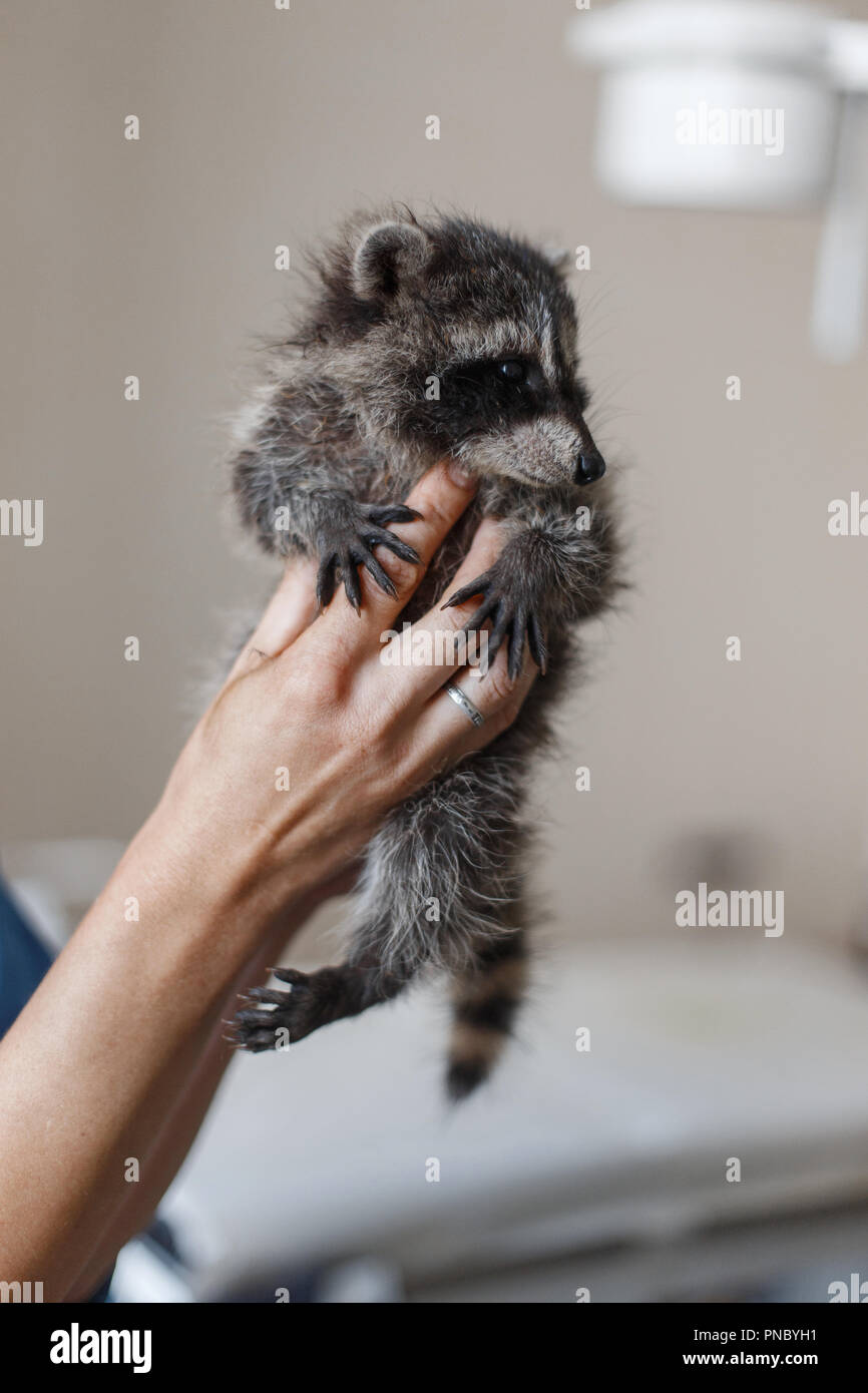 Raccoon hands hi-res stock photography and images - Alamy