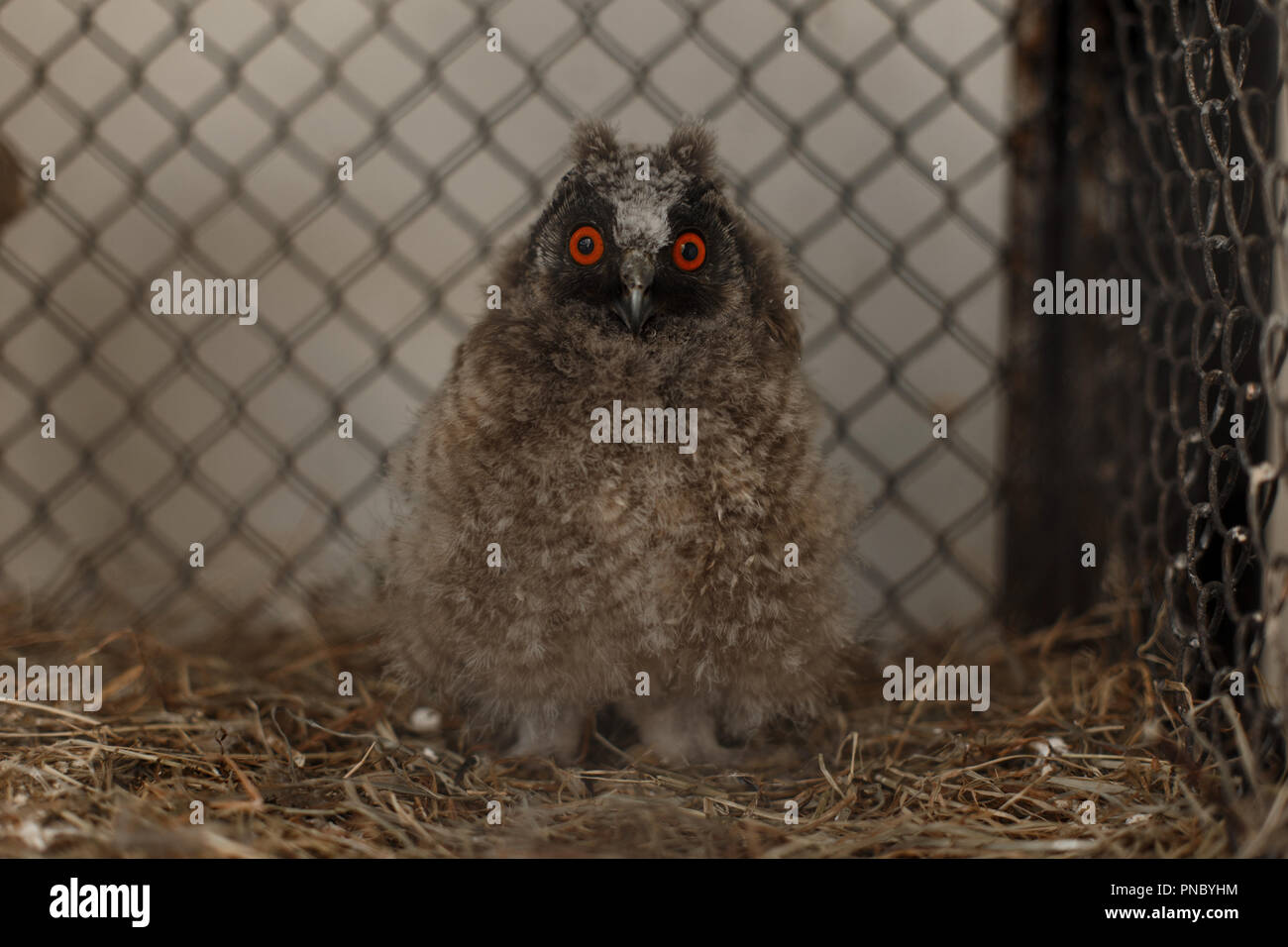 Owl in a cage hi-res stock photography and images - Alamy
