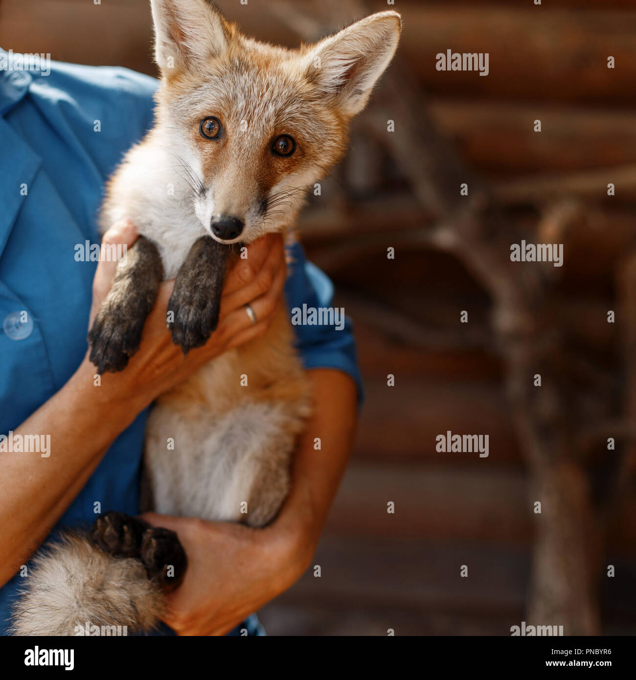 Vet girl holding a fox in hands Stock Photo - Alamy
