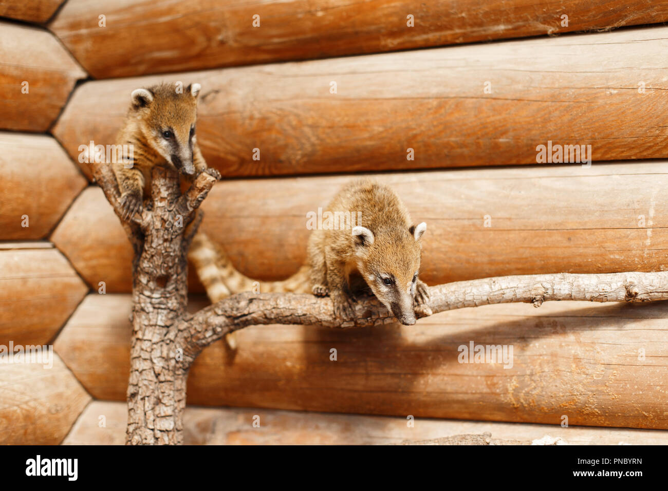 Nasua nasua young hi-res stock photography and images - Alamy