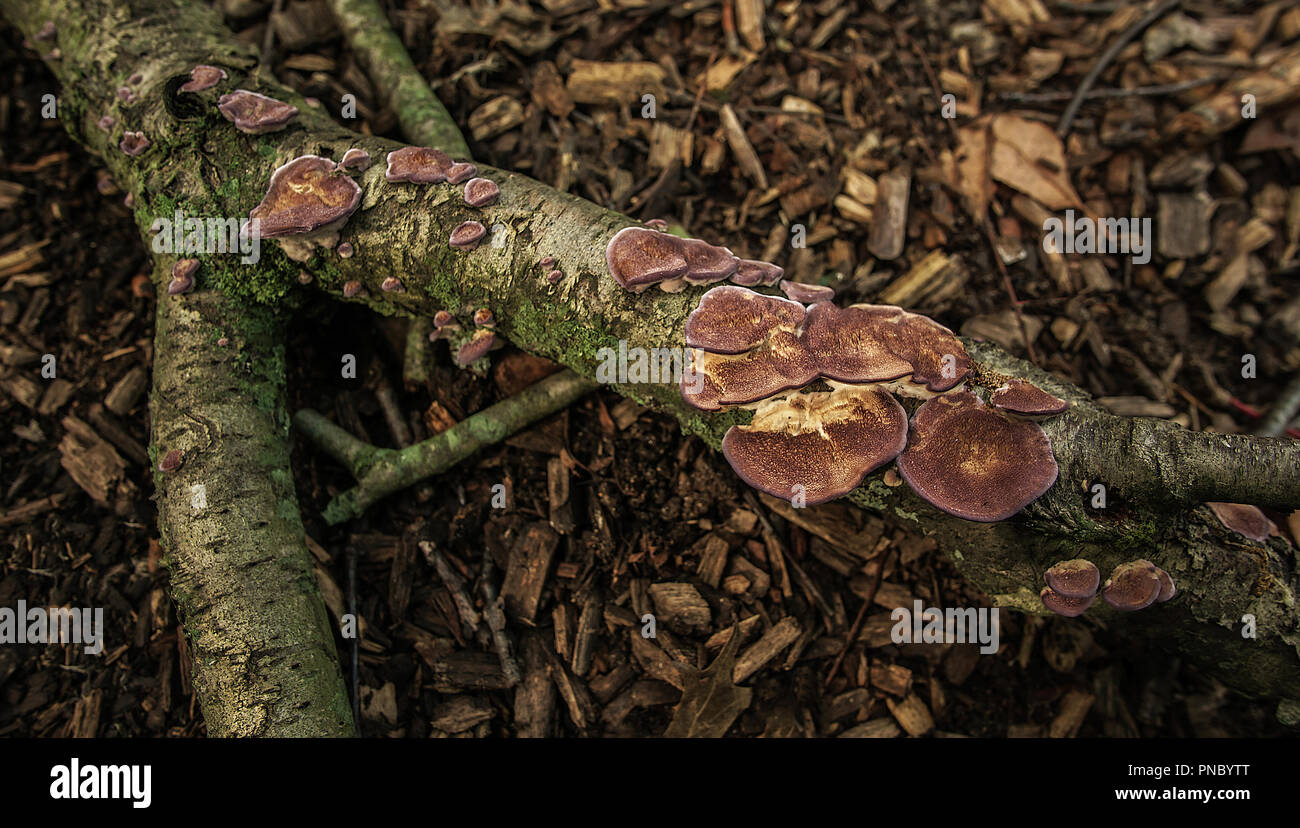 Poroid fungus hi-res stock photography and images - Alamy