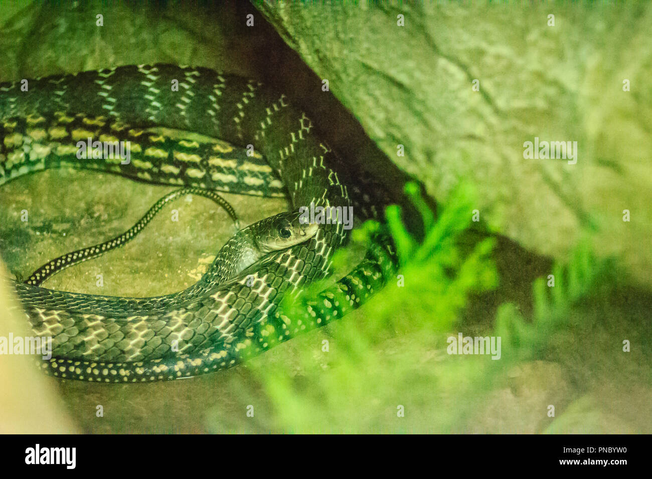 Keeled rat (Ptyas carinata) in the snake farm. Commonly known as the ...
