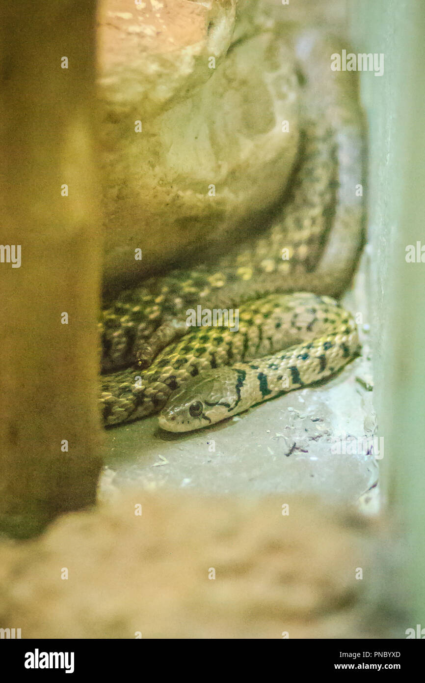 Yellow-spotted keelback snake (Xenochrophis sanctijohanis ...