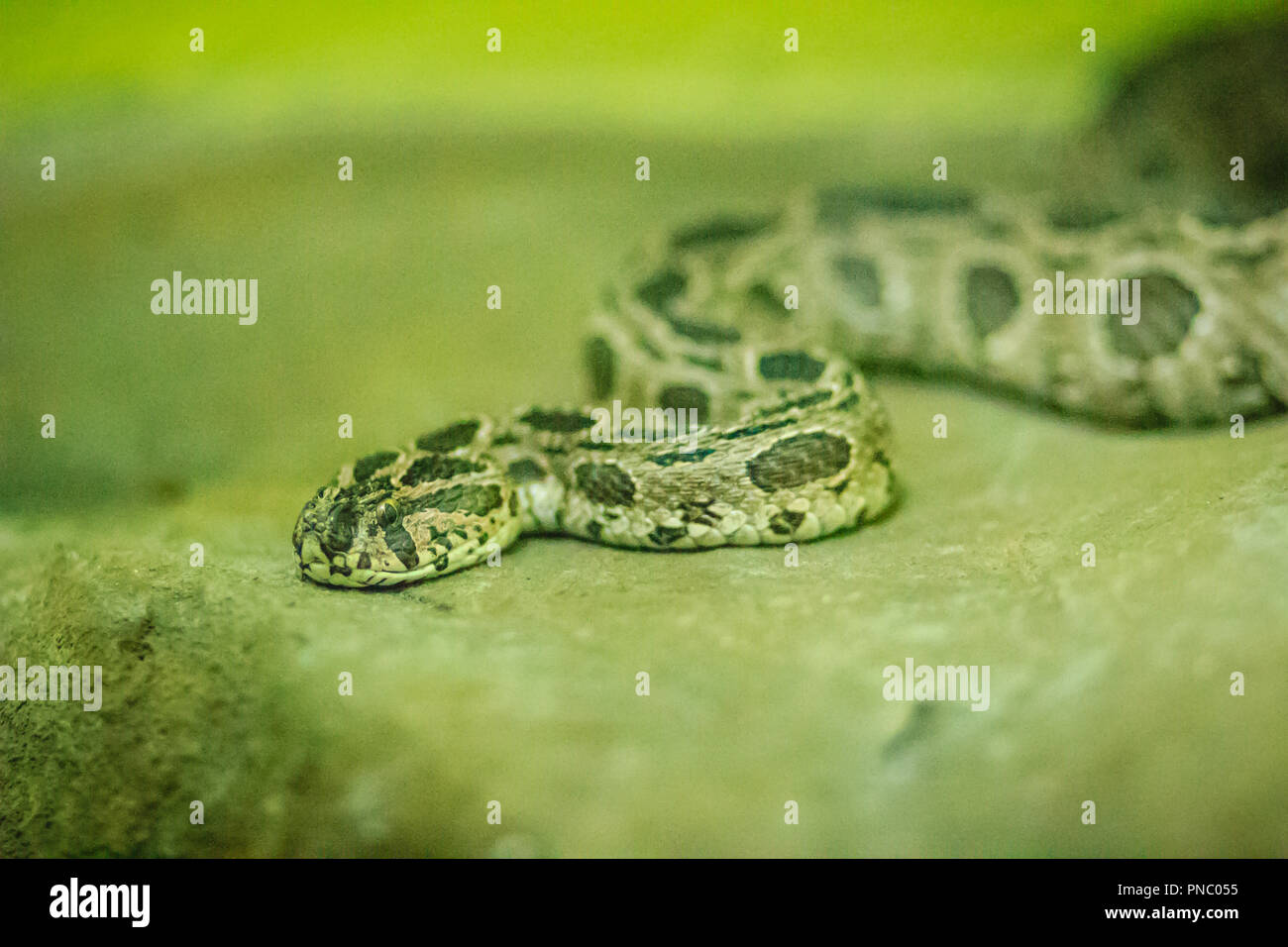 Siamese russell's viper (daboia russelii siamensis) in the snake farm ...