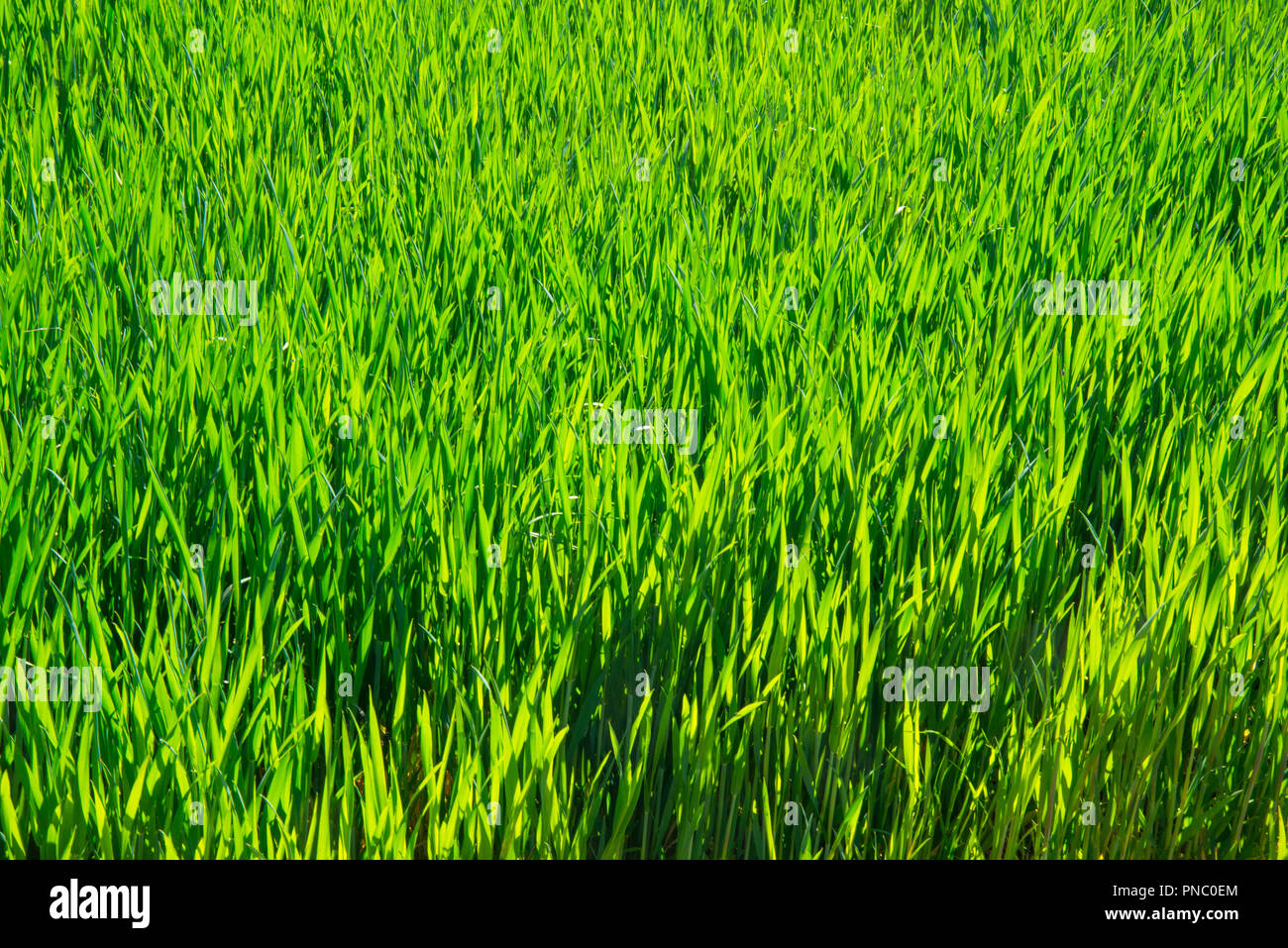 Textura vegetal natural hi-res stock photography and images - Alamy