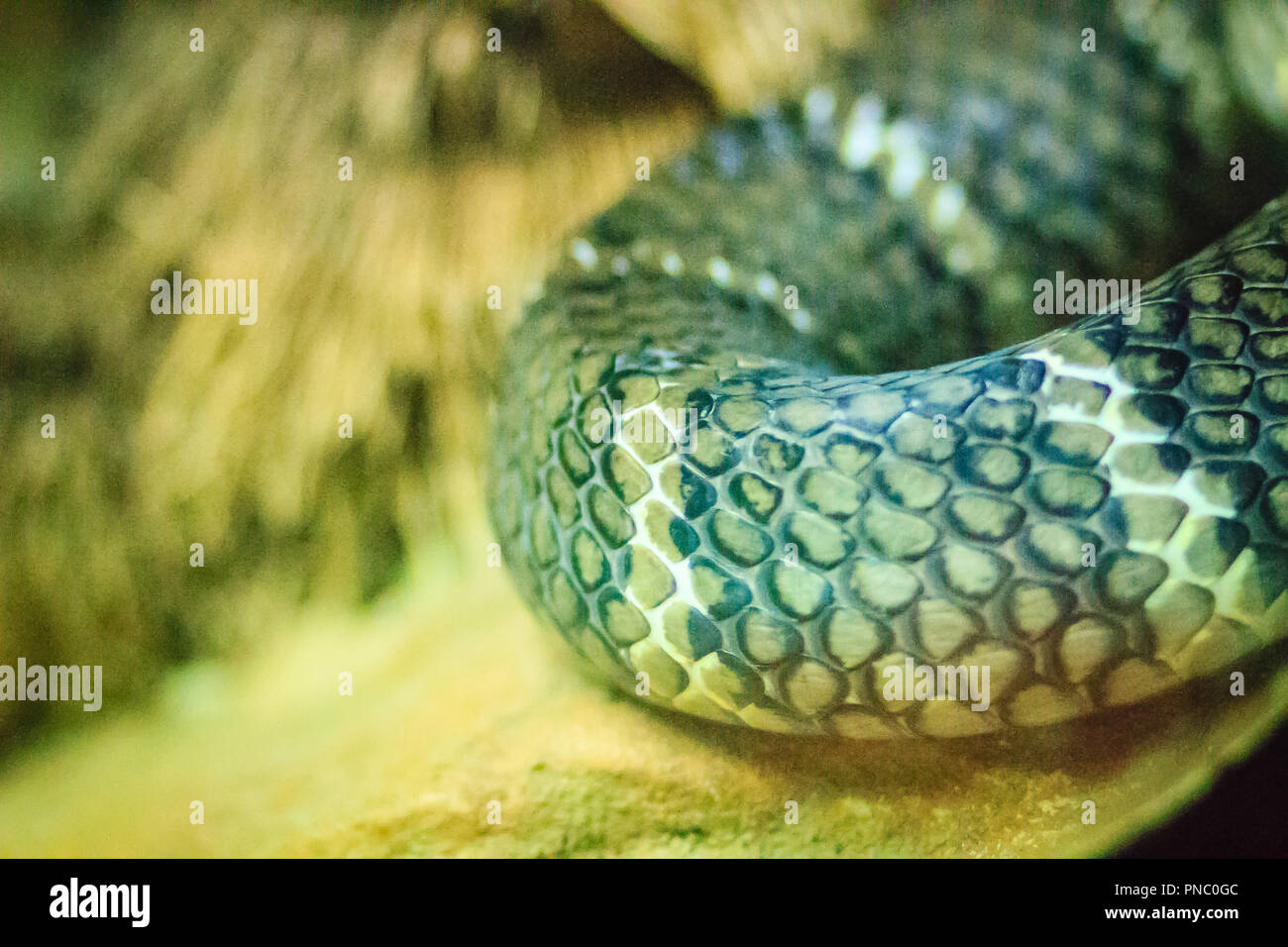 The king cobra (Ophiophagus hannah), also known as hamadryad, is a ...