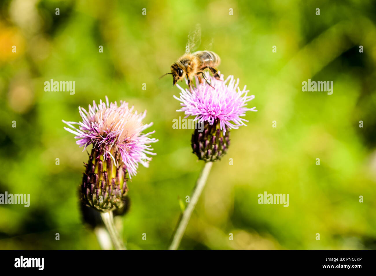 Bumblebee (bombus hortorum) on a thistle flower at Ullswater in the ...