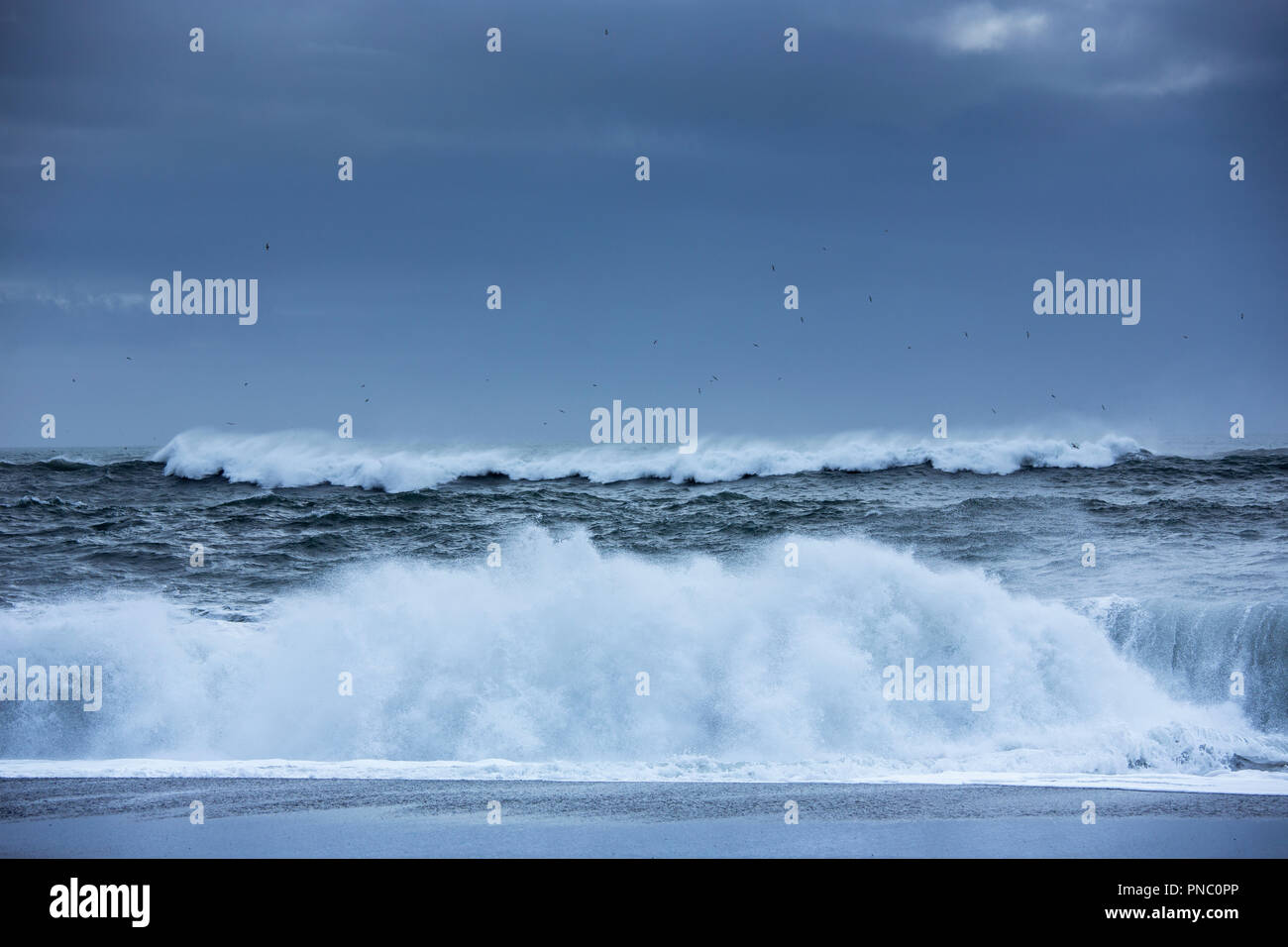 Dramatic dangerous waves of Atlantic Ocean onto black volcanic sand ...