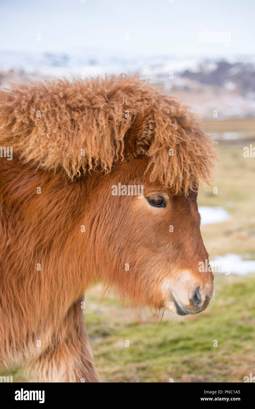 Shaggy pony hi-res stock photography and images - Alamy