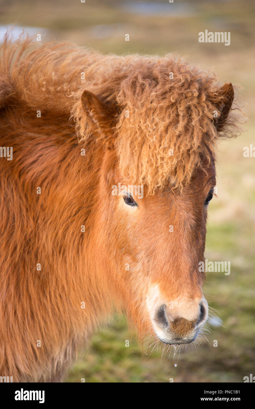 Close-up headshot portrait side view of cute shaggy-haired typical ...