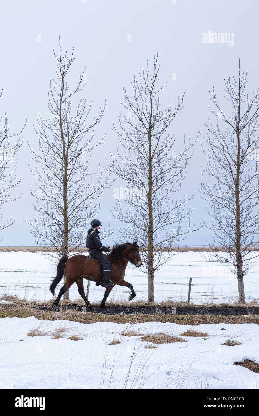 Iceland horse riding iceland hi-res stock photography and images - Alamy