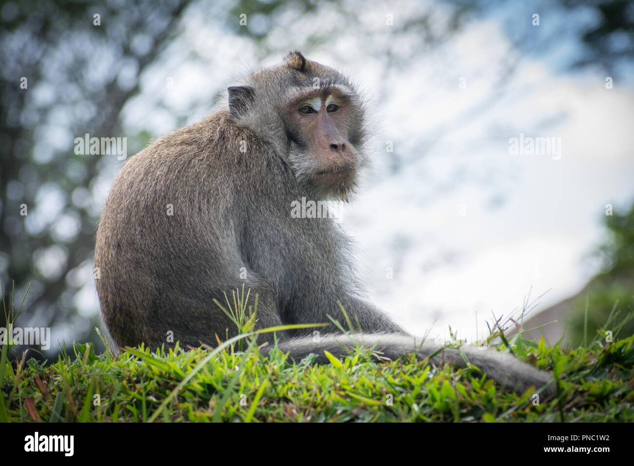 Balinese Long Tailed Monkey Stock Photo - Alamy