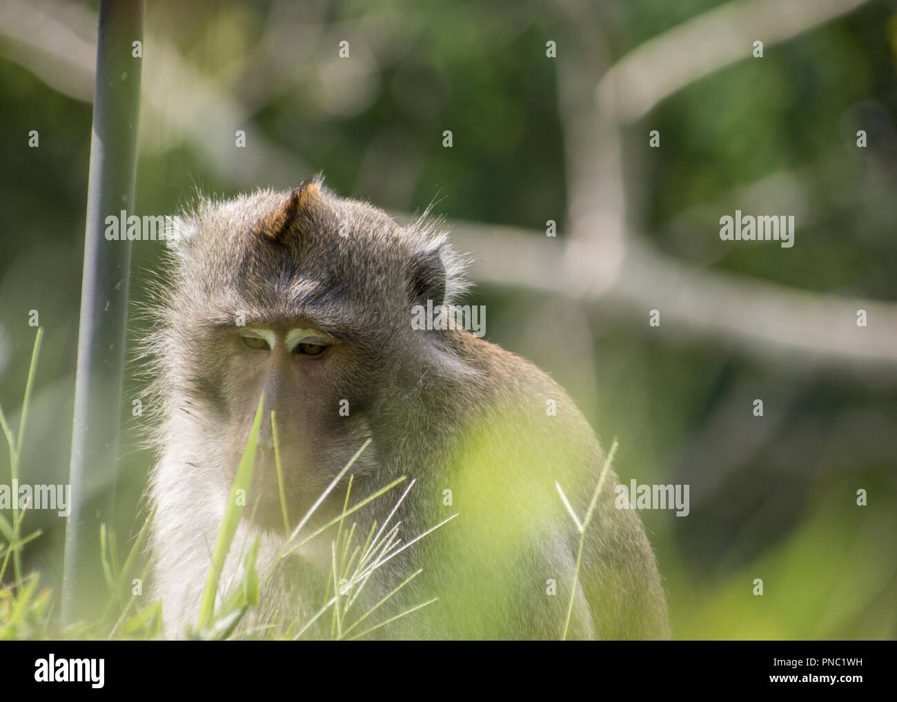 Balinese Long Tailed Monkey Stock Photo - Alamy